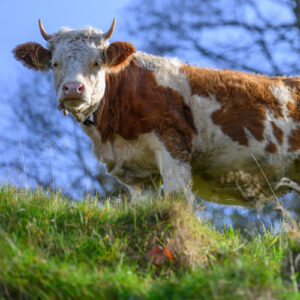 Tierpatenschaft – wielandleben